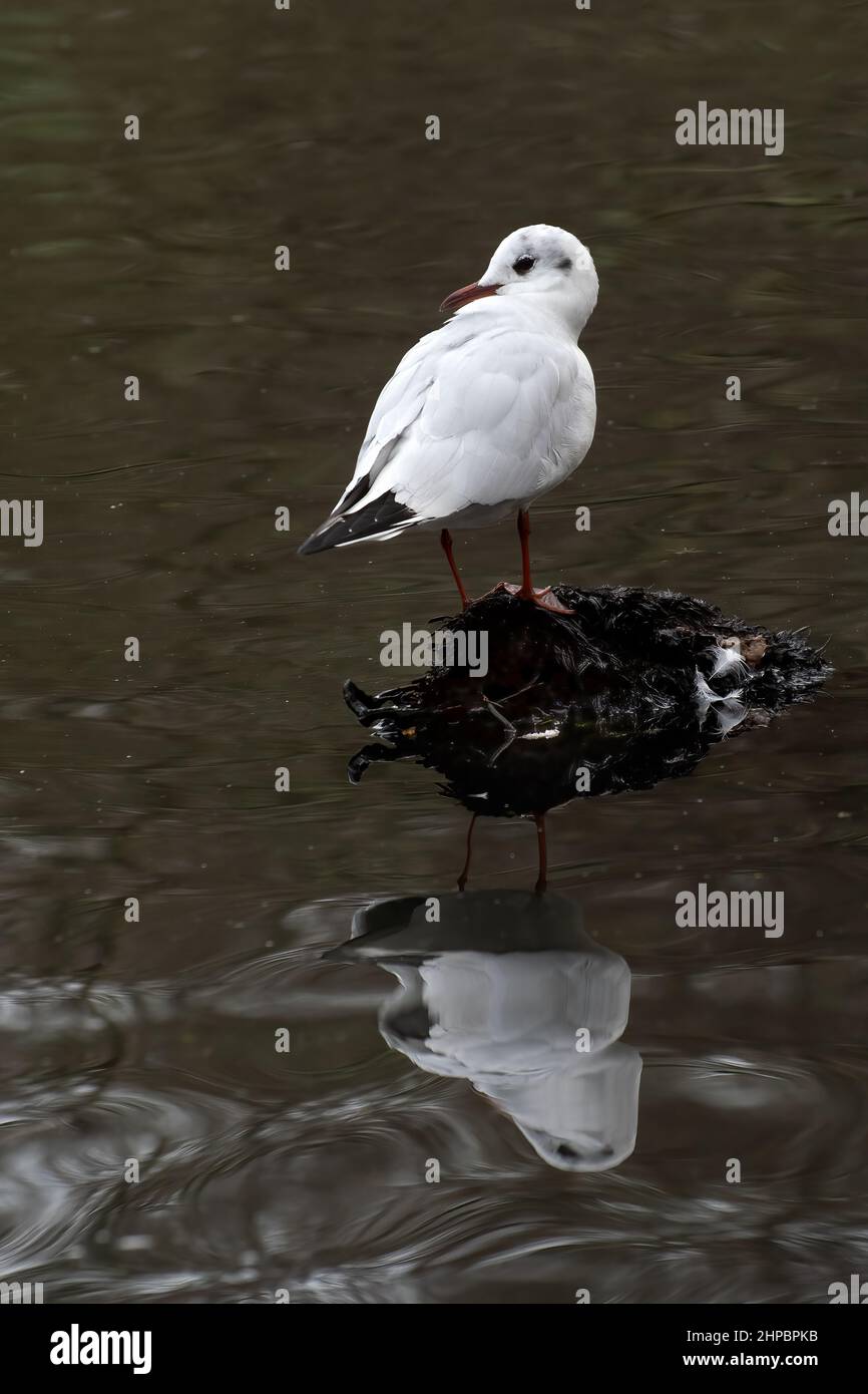 Black Headed Gull standing on a rock in Tehidy lake with a reflection ...