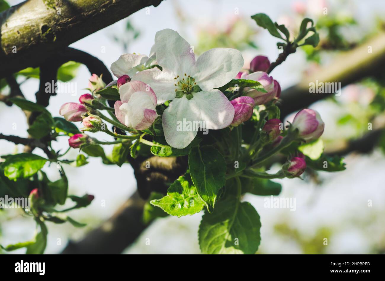 Apple tree flower Stock Photo - Alamy