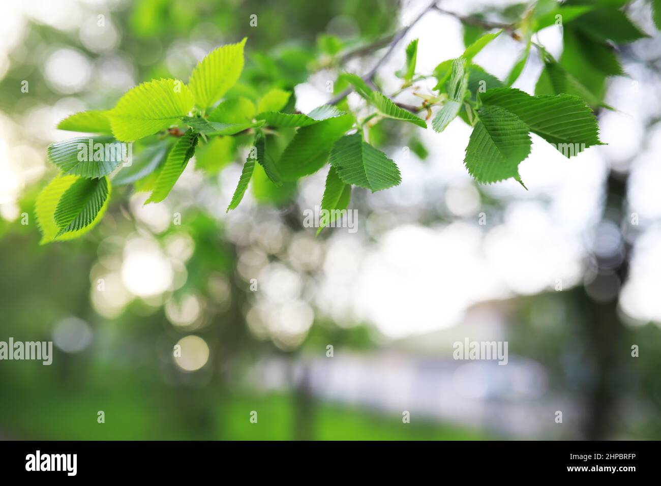 Spring nature background. Greenery trees and grasses on a sunny spring ...