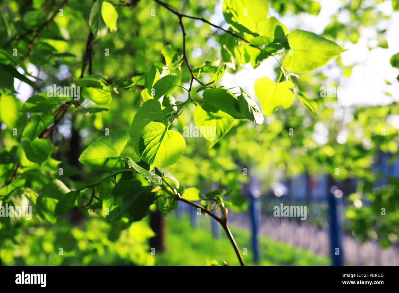 Spring nature background. Greenery trees and grasses on a sunny spring ...