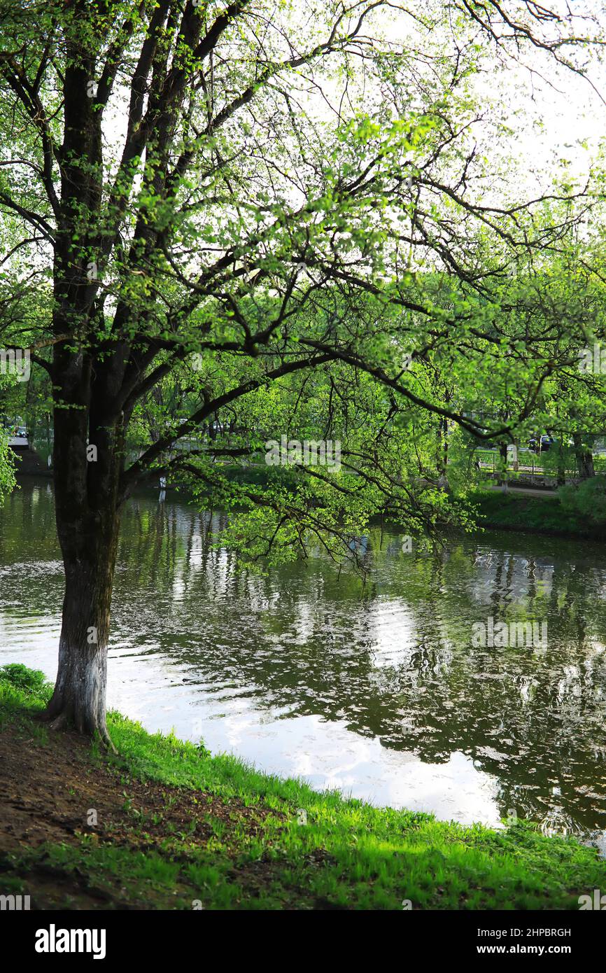 Spring nature background. Greenery trees and grasses on a sunny spring ...