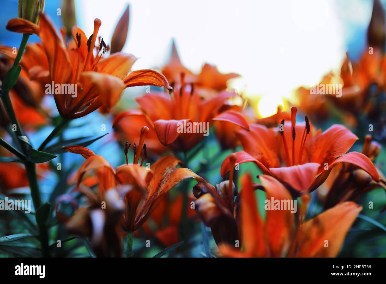 Plants and flowers macro. Detail petals and leaves at sunset. Natural ...