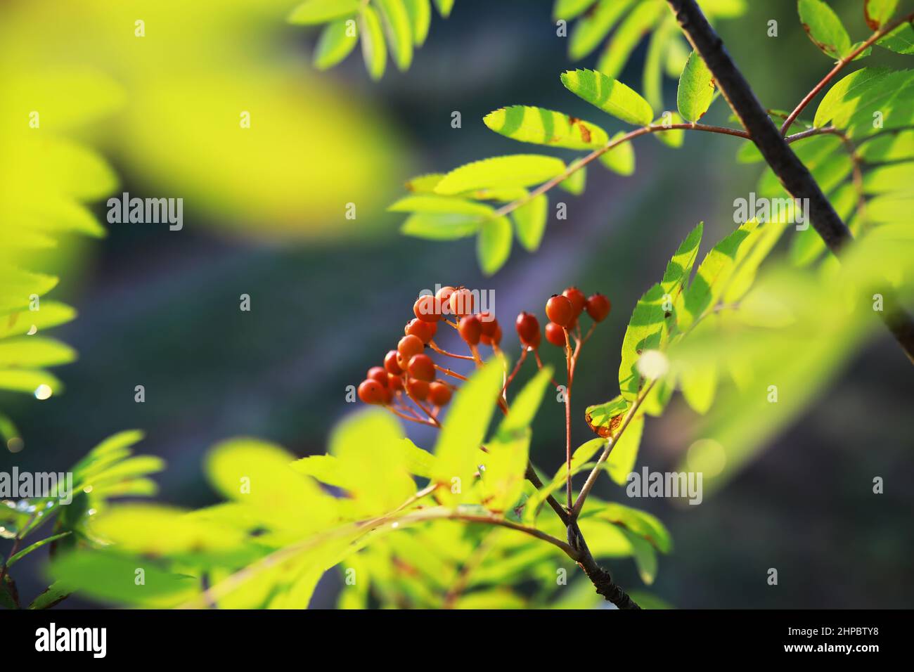 Spring nature background. Greenery trees and grasses on a sunny spring ...