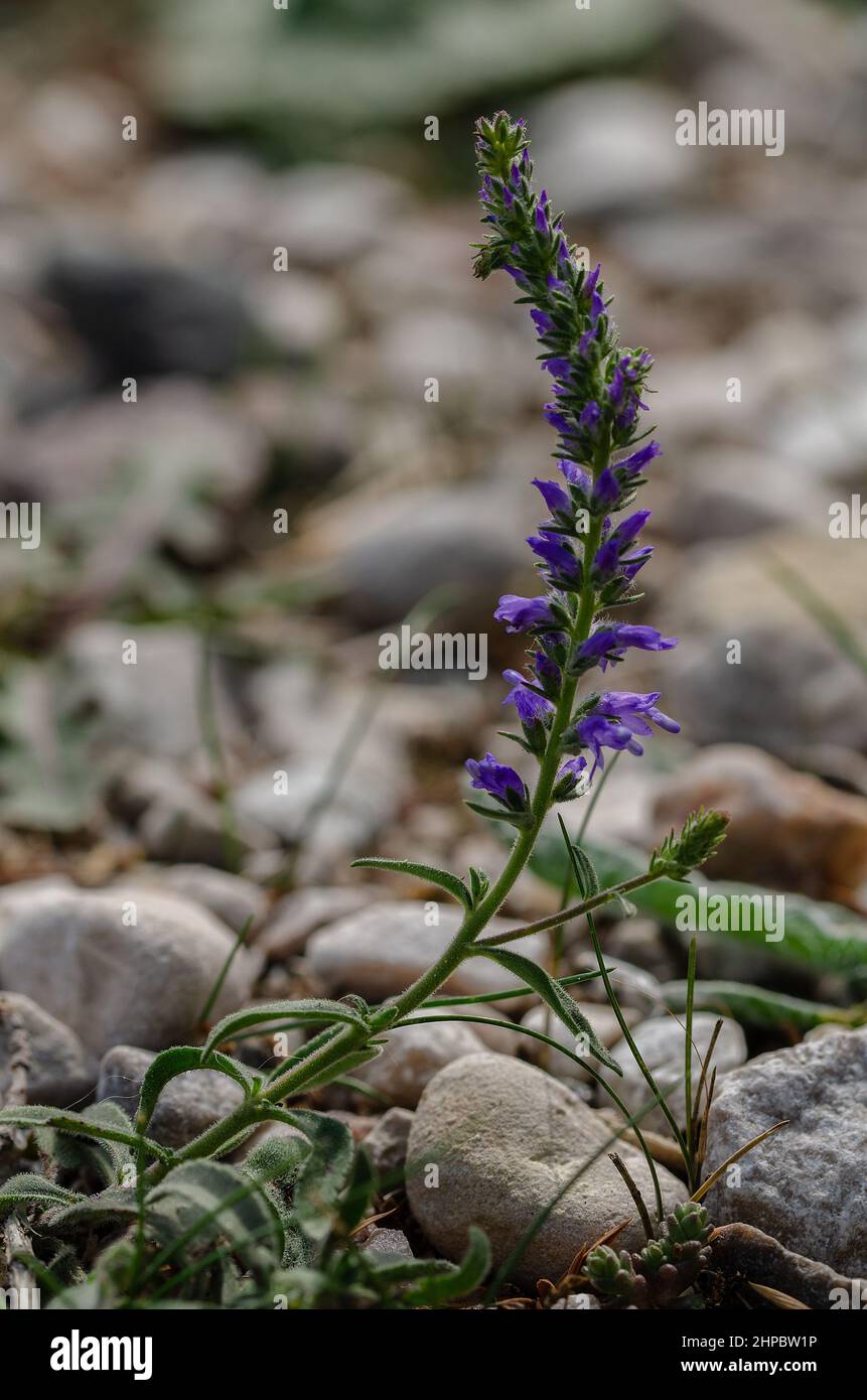 Spiked Speedwell flowering on the pebbled beach of the Holmhällar ...
