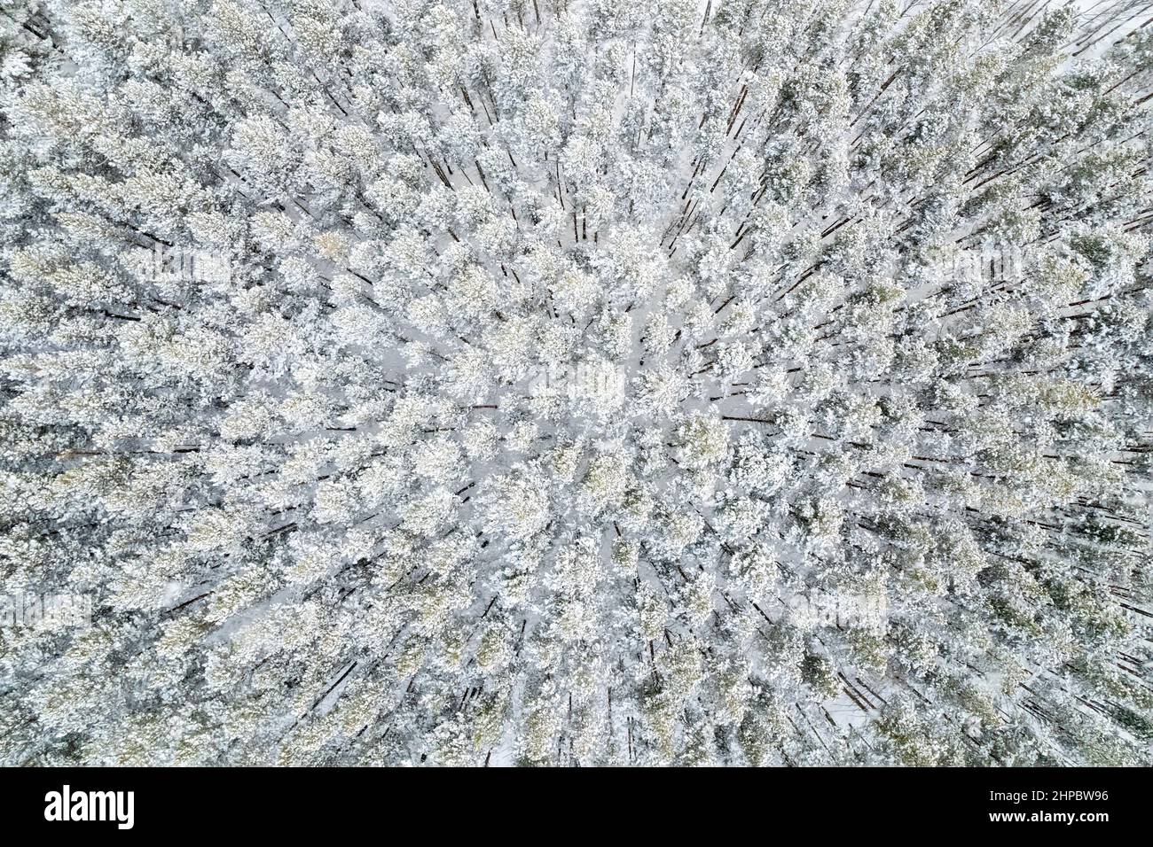 winter forest in snow pine and fir top view background. loneliness and ...