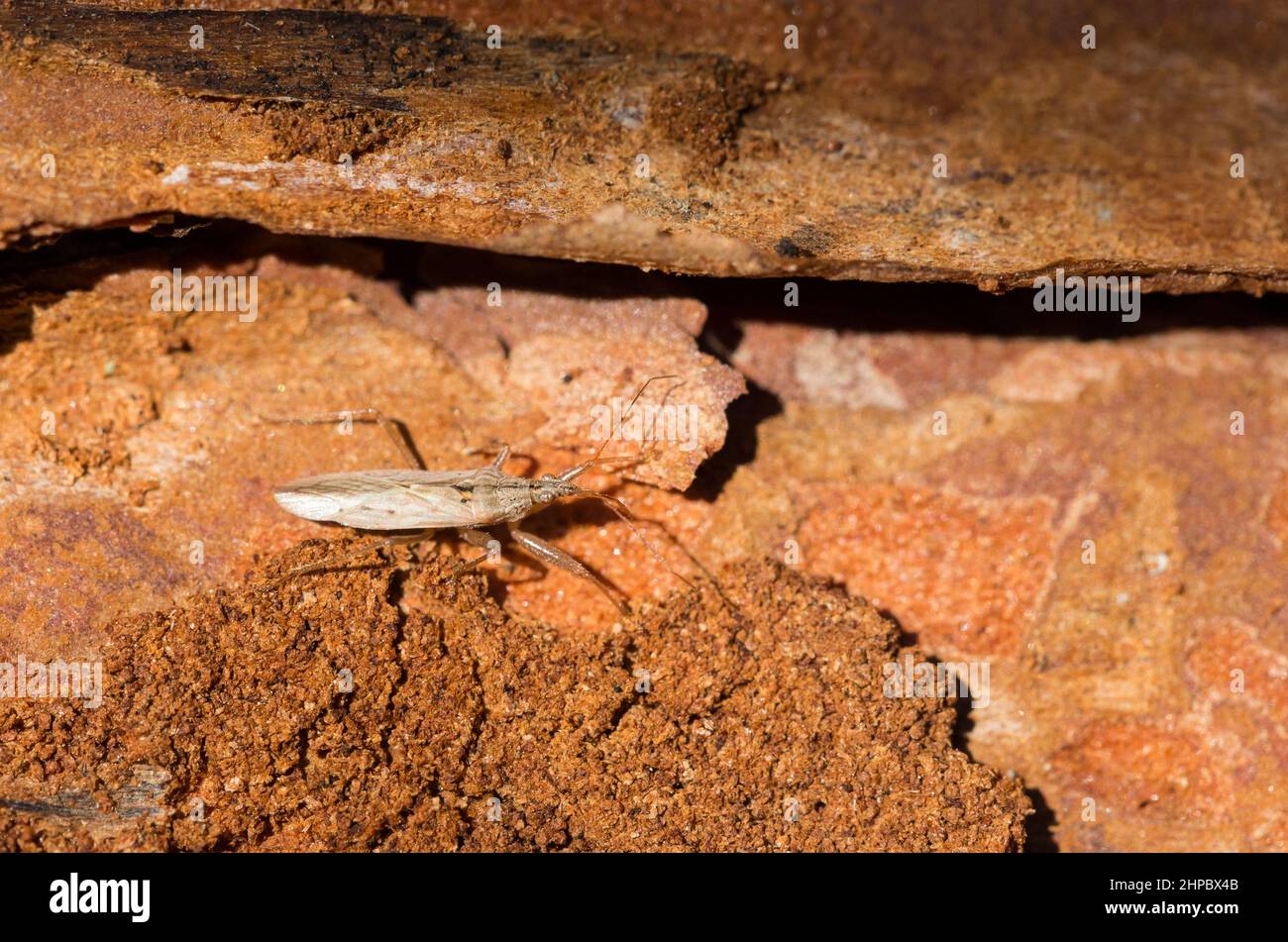 Damsel bug hi-res stock photography and images - Alamy