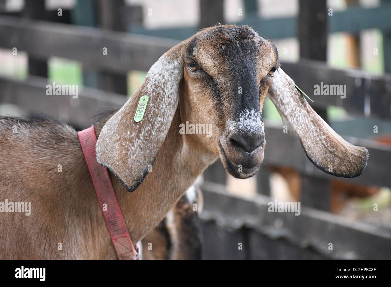 Anglo nubian goat male hi-res stock photography and images - Alamy