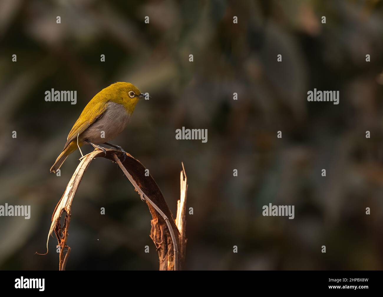 Oriental White Eye Bird sitting on a dry branch Stock Photo - Alamy