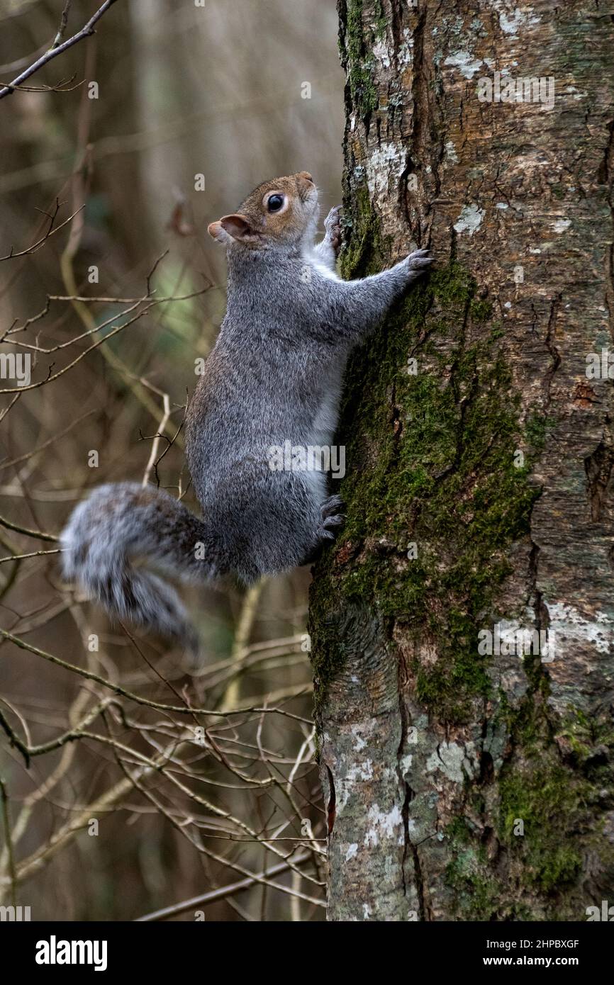 Grey squirrel climbing a moss covered tree trunk with a diffused ...