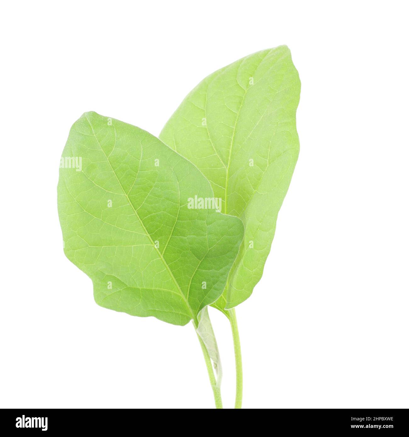 Green garden farm natural plant Cut Out Stock Images & Pictures - Alamy