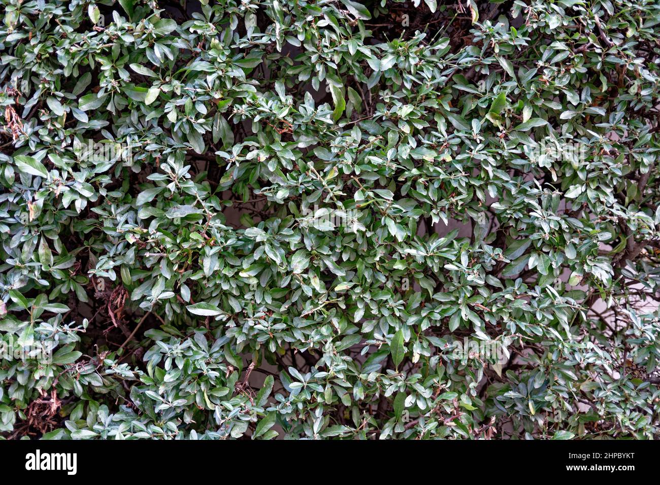 Wall overgrown with plants Stock Photo - Alamy