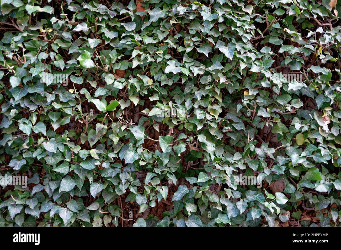 Wall overgrown with ivy Stock Photo - Alamy