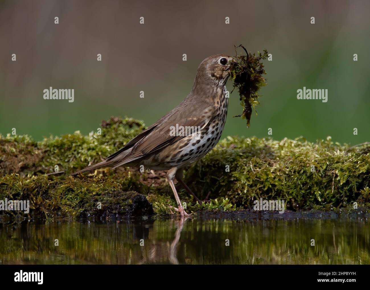 Thrush song (Turdus philomelos), collecting moss for a nest, Hortobágy ...
