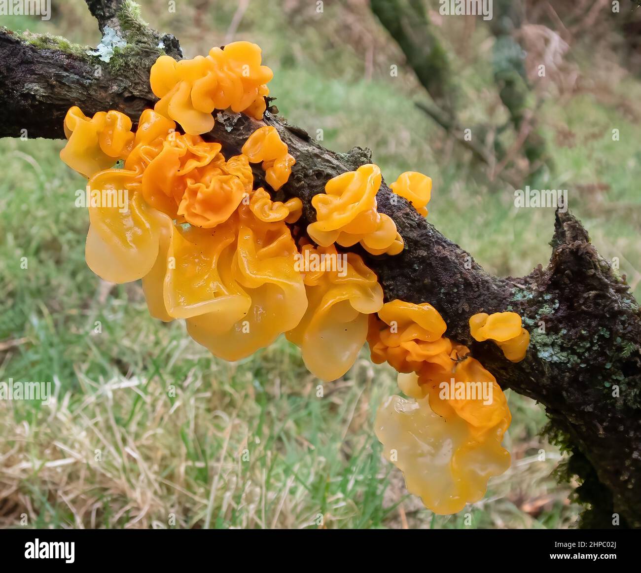 Frilly sign of witches curse hi-res stock photography and images - Alamy