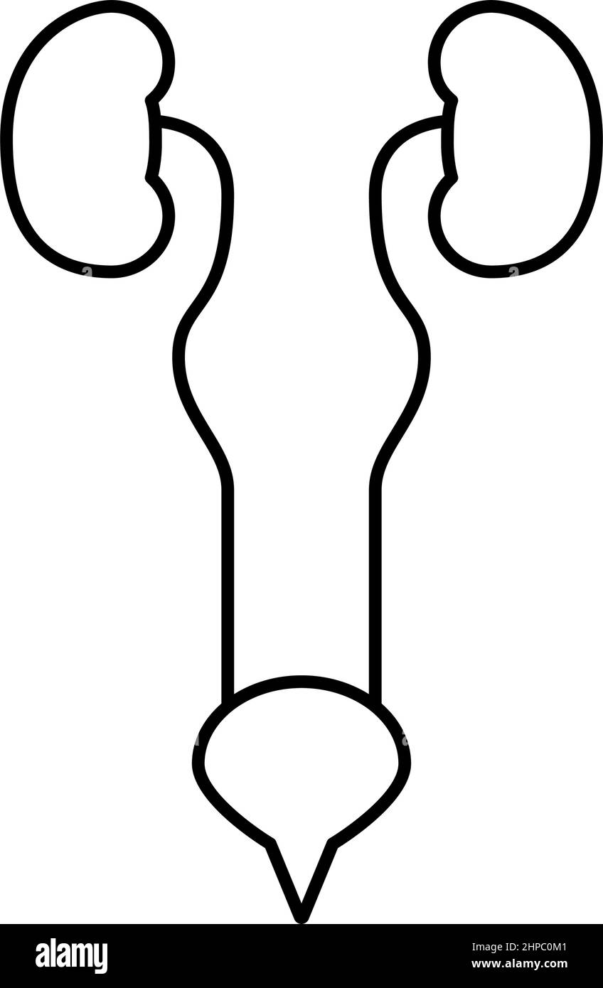 urinary system line icon vector illustration Stock Vector Image & Art ...