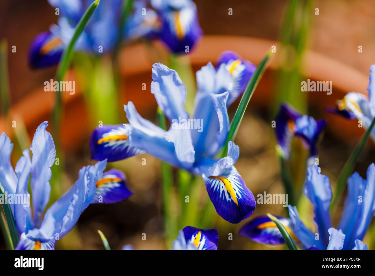 Flora of iraq hi-res stock photography and images - Alamy