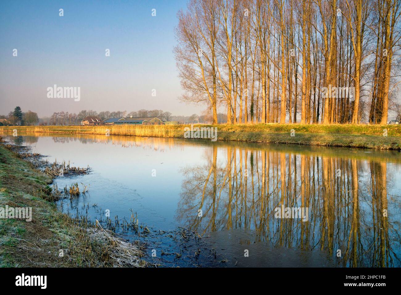 Row of trees along the river Berkel Stock Photo - Alamy