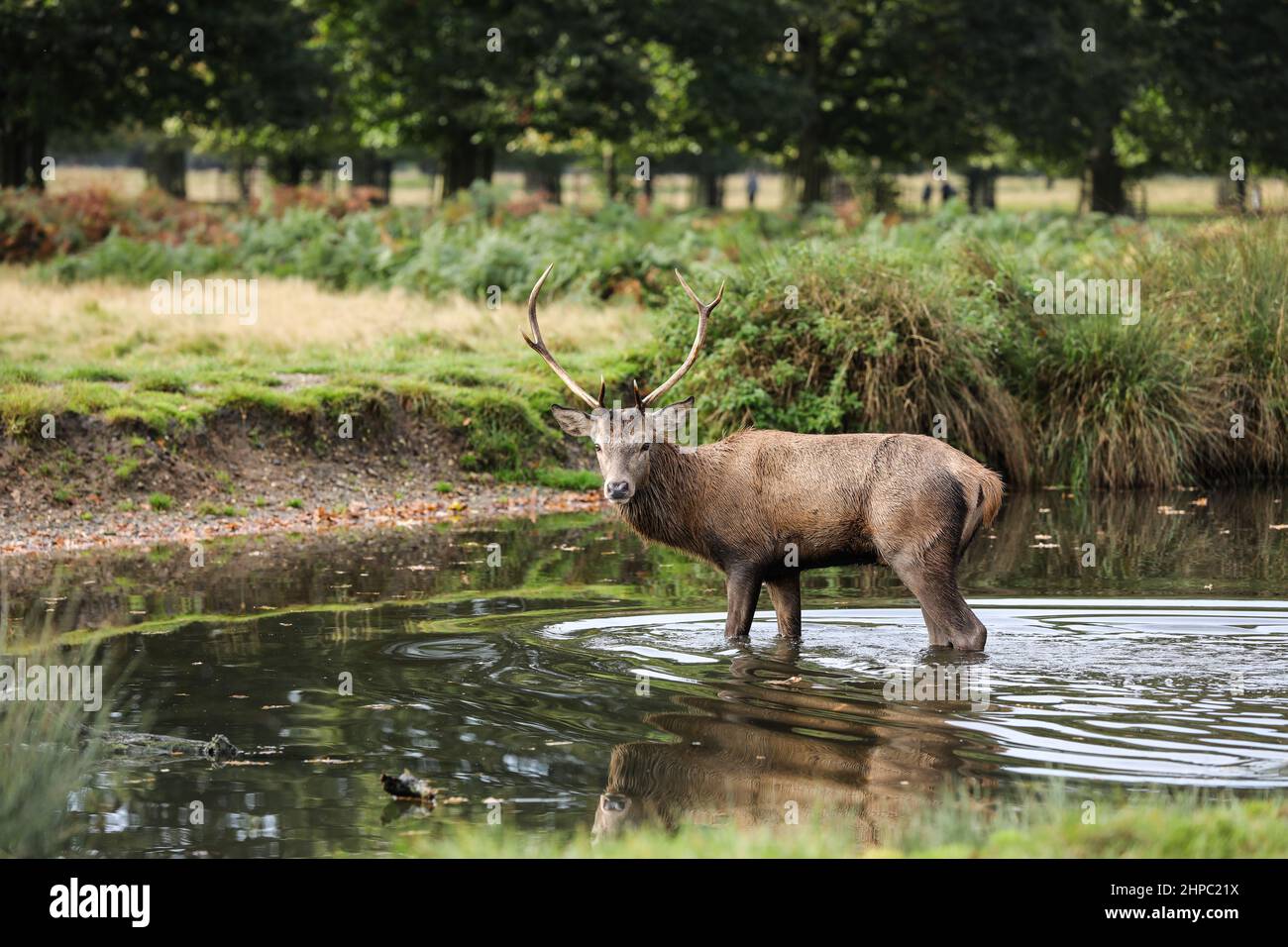 Bushy pary deer Stock Photo - Alamy