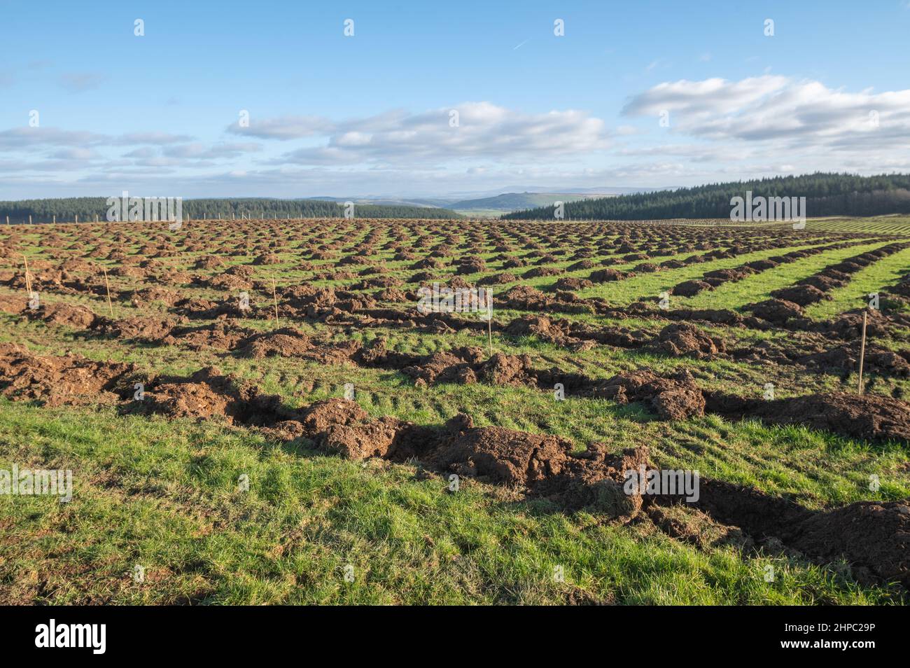 Earth mounds excavated on Banc Farm for new non-native conifer ...