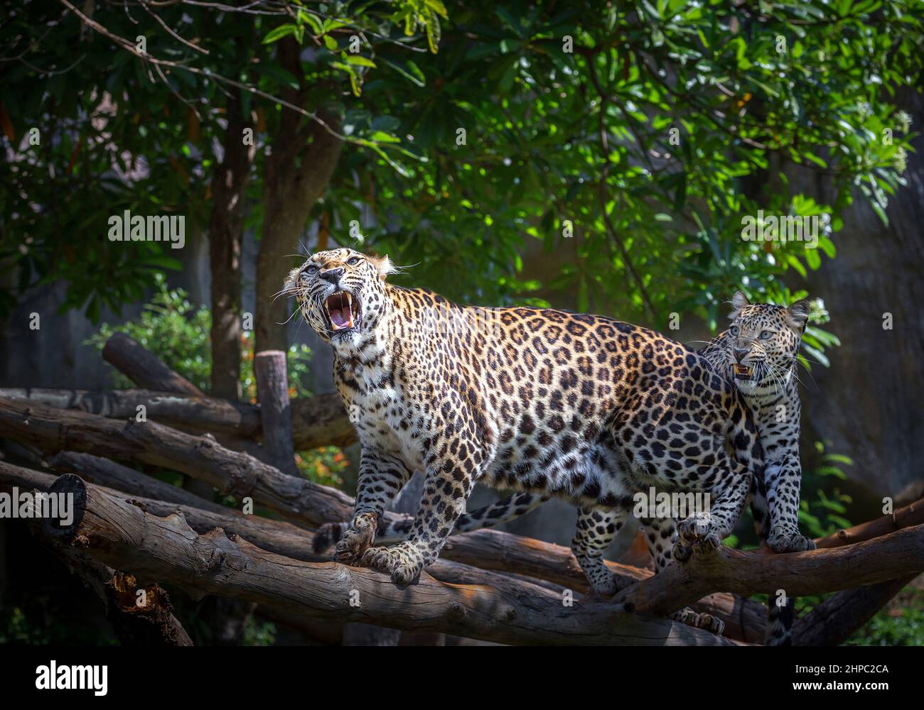 Natural actions hi-res stock photography and images - Alamy