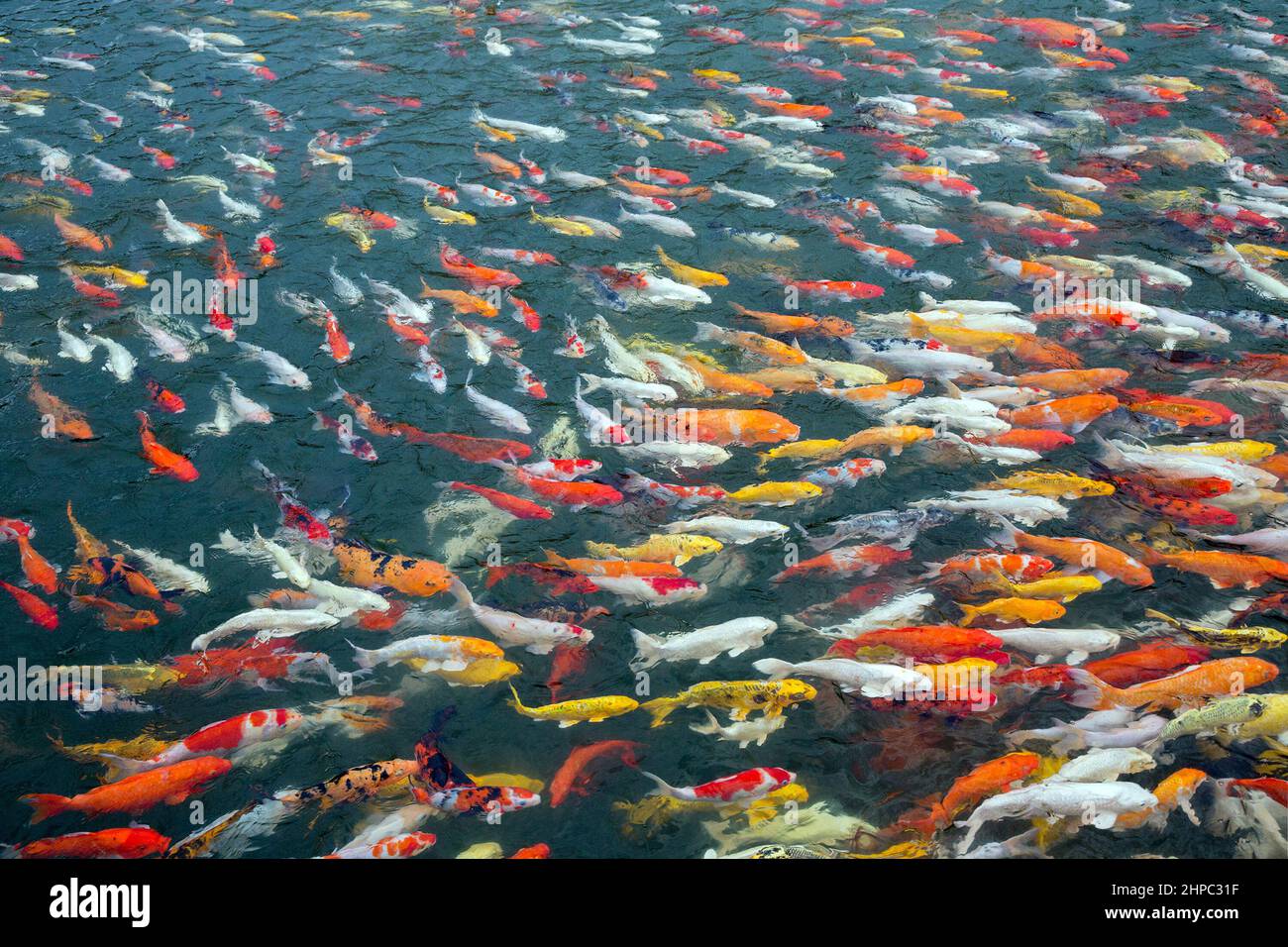 Colorful Fancy carp in a pond of water Stock Photo - Alamy