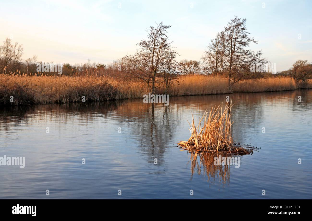 A view of the River Ant in winter with floating raft of reed in ...