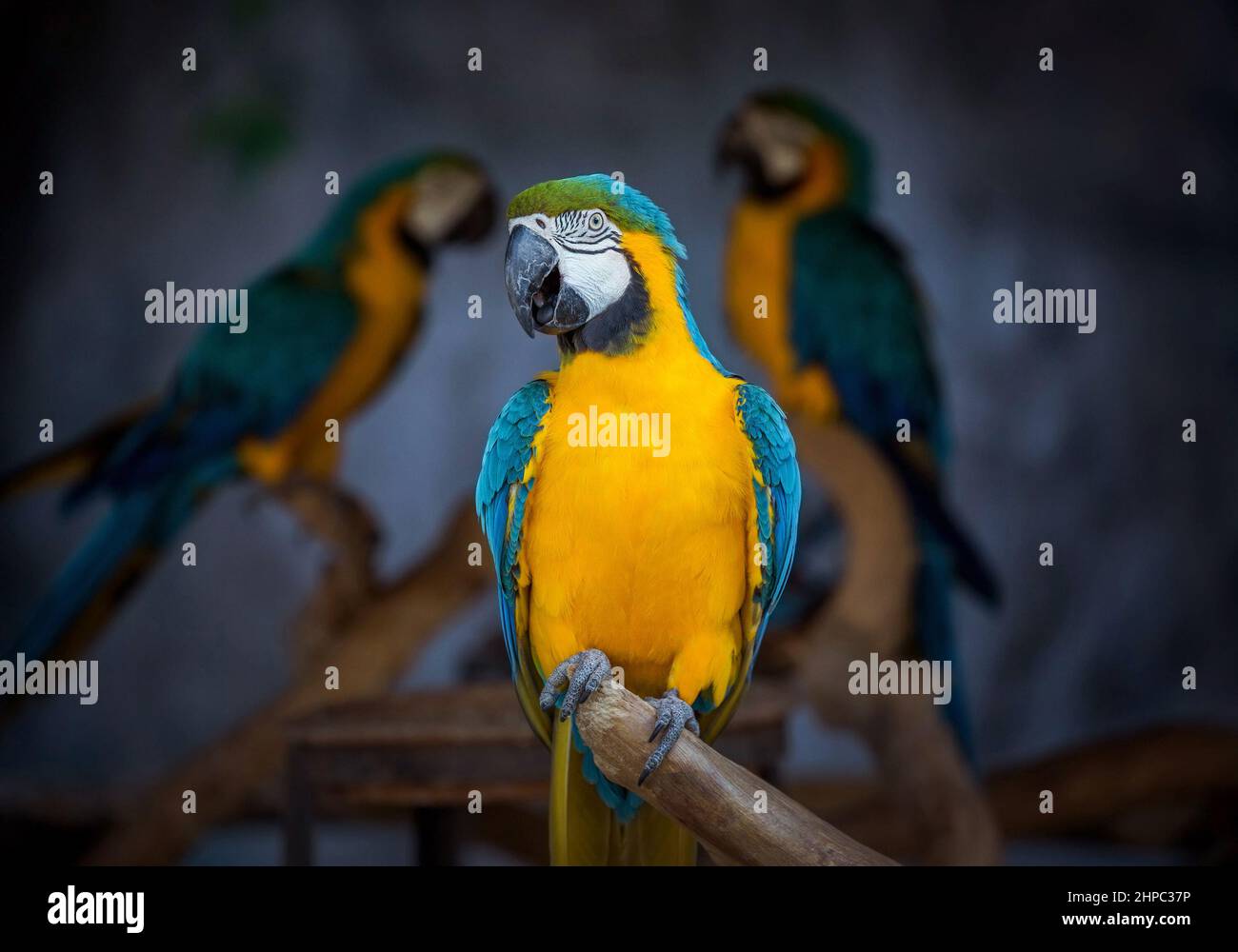 Parrot's core on the branches in the zoo Stock Photo - Alamy