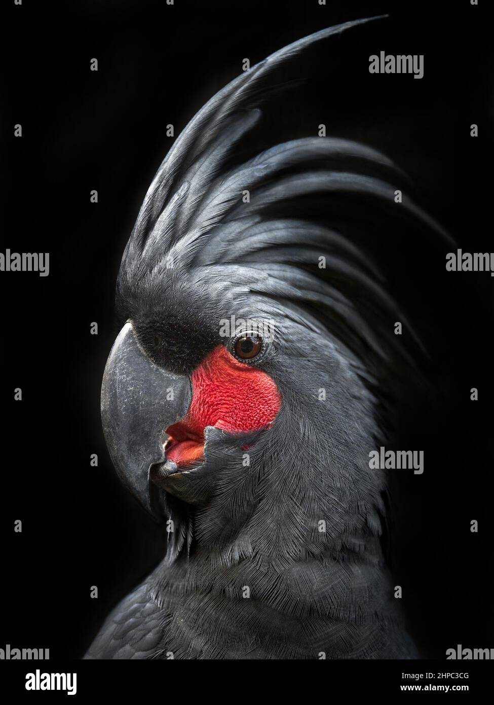 Black cockatoo feather hi-res stock photography and images - Alamy