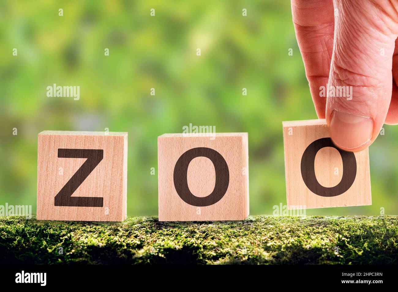 Zoo - a word made of cubes on a green background. concept of zoo world ...