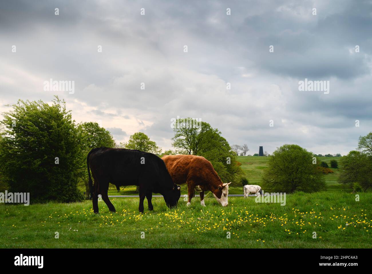 Cows enjoy open lush pasture with wild buttercups flanked by trees ...