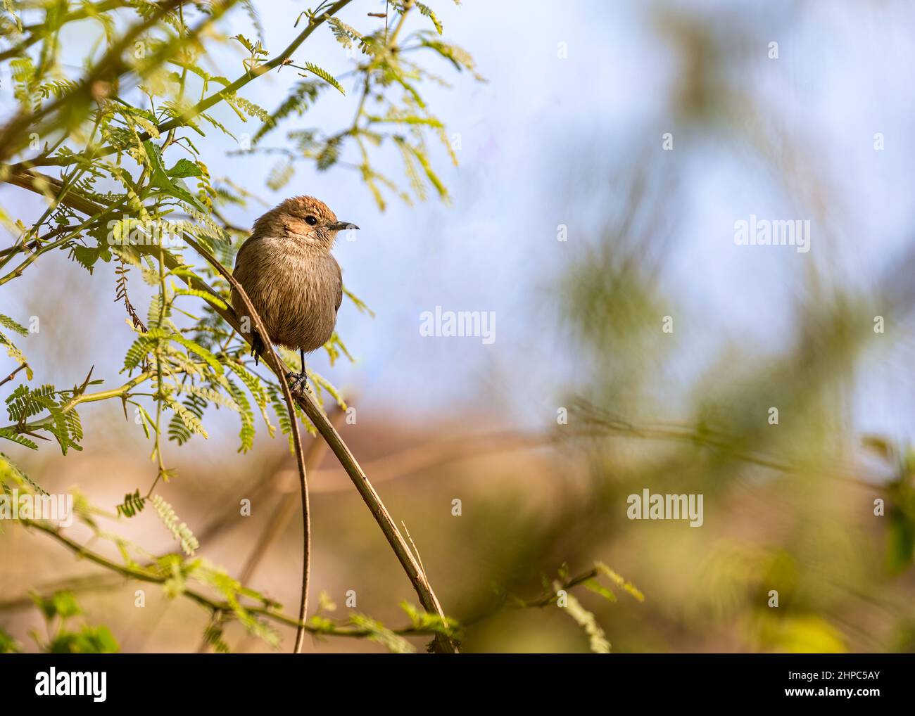 Indian robin in natural environment hi-res stock photography and images ...