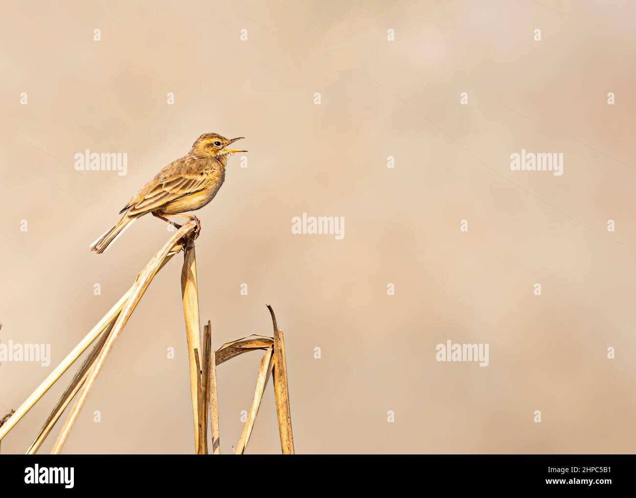 Meadow pipit on plant hi-res stock photography and images - Alamy