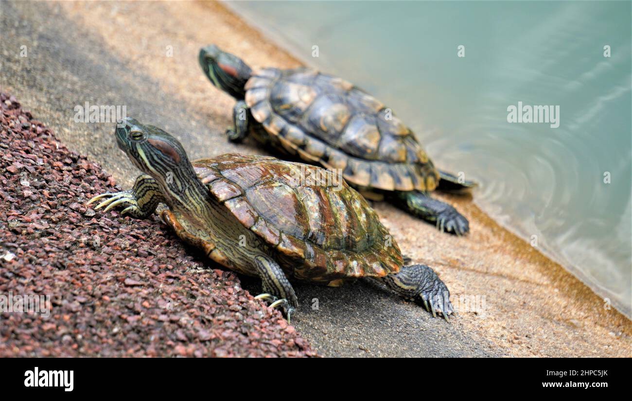 Tortoise base hi-res stock photography and images - Alamy