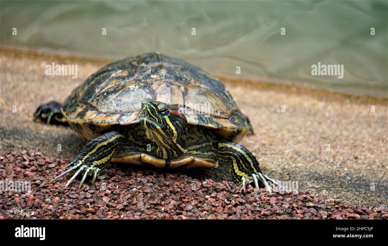 Group of beautiful tortoise Stock Photo - Alamy