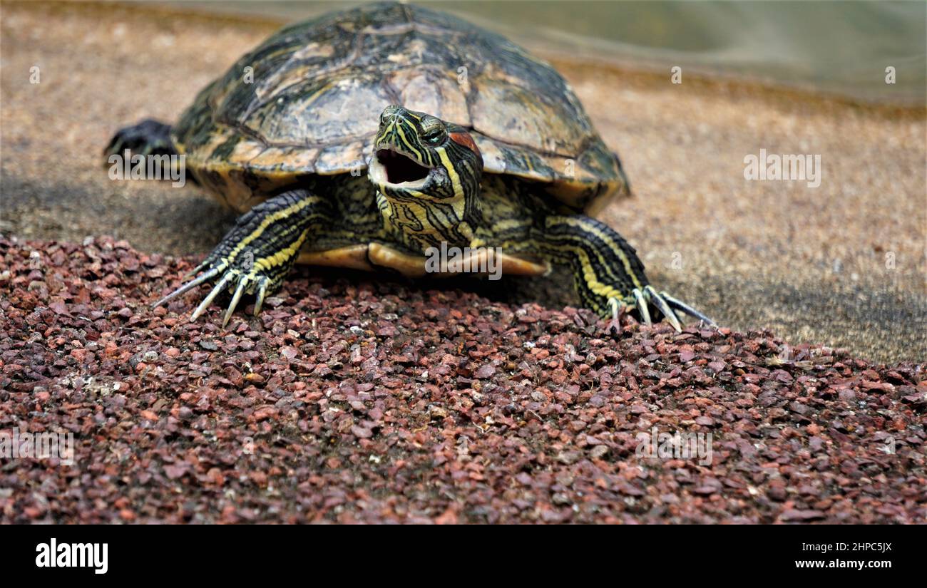 Group of beautiful tortoise Stock Photo - Alamy