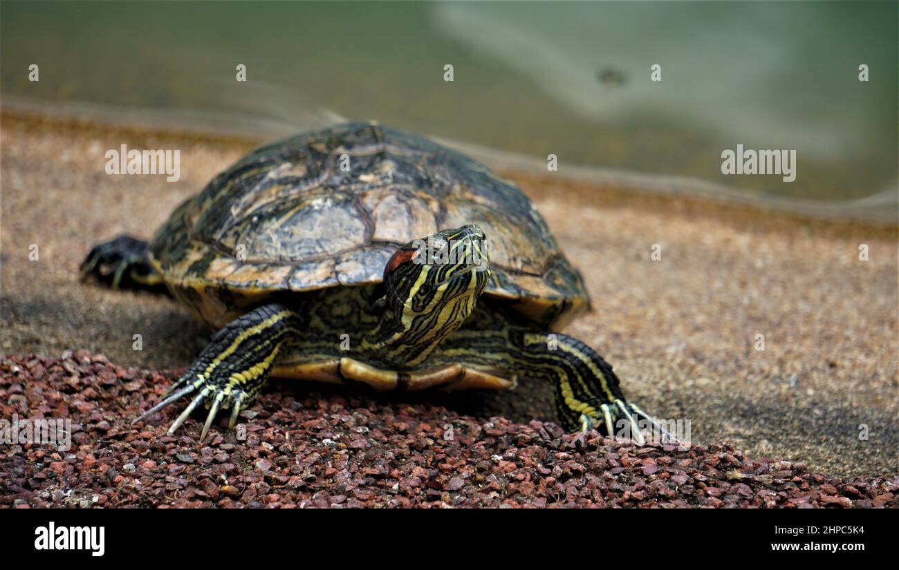 Terrestrial chelonian reptile hi-res stock photography and images - Alamy