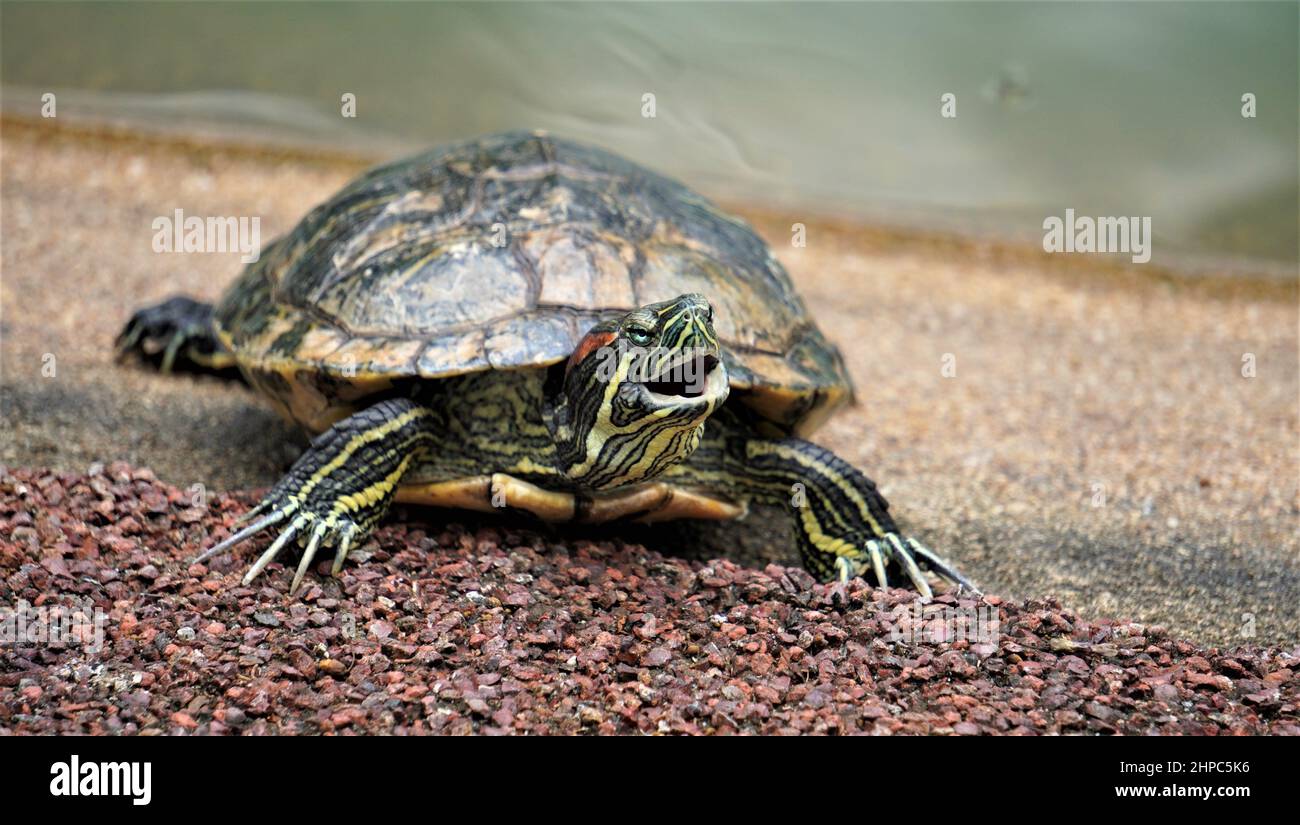 Group of beautiful tortoise Stock Photo - Alamy