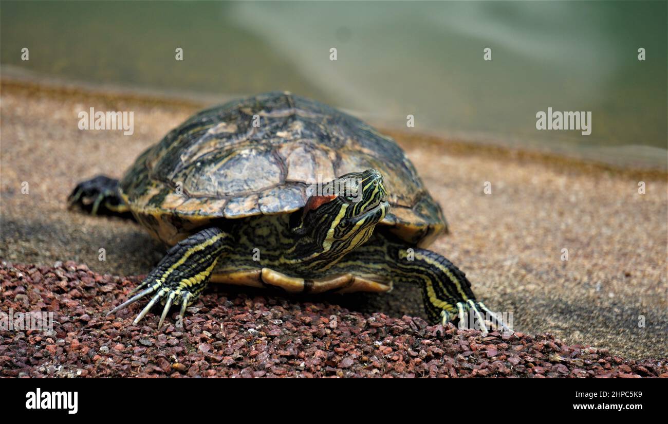 Tortoise base hi-res stock photography and images - Alamy