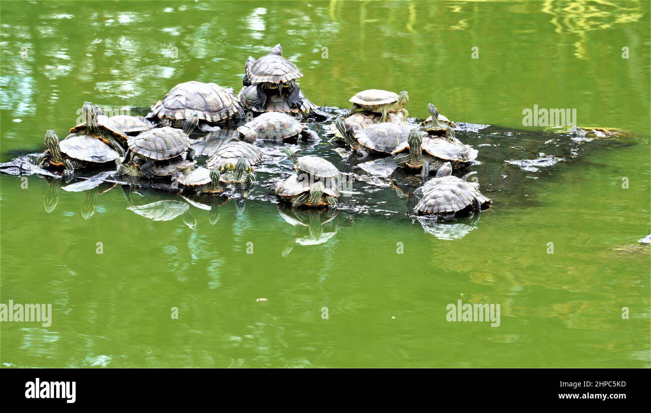 Group of beautiful tortoise Stock Photo - Alamy
