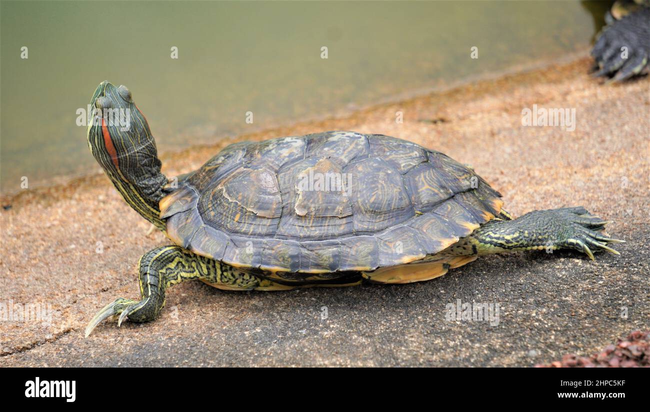 Group of beautiful tortoise Stock Photo - Alamy