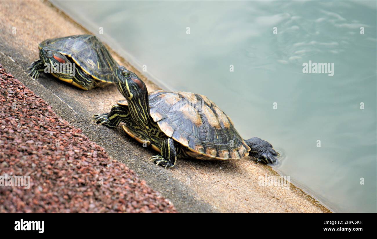 Group of beautiful tortoise Stock Photo - Alamy