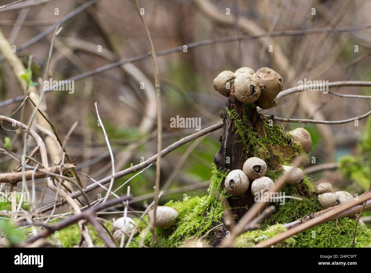 Puffball fungi, stump puffball (Lycoperdon pyriforme) group of old ...