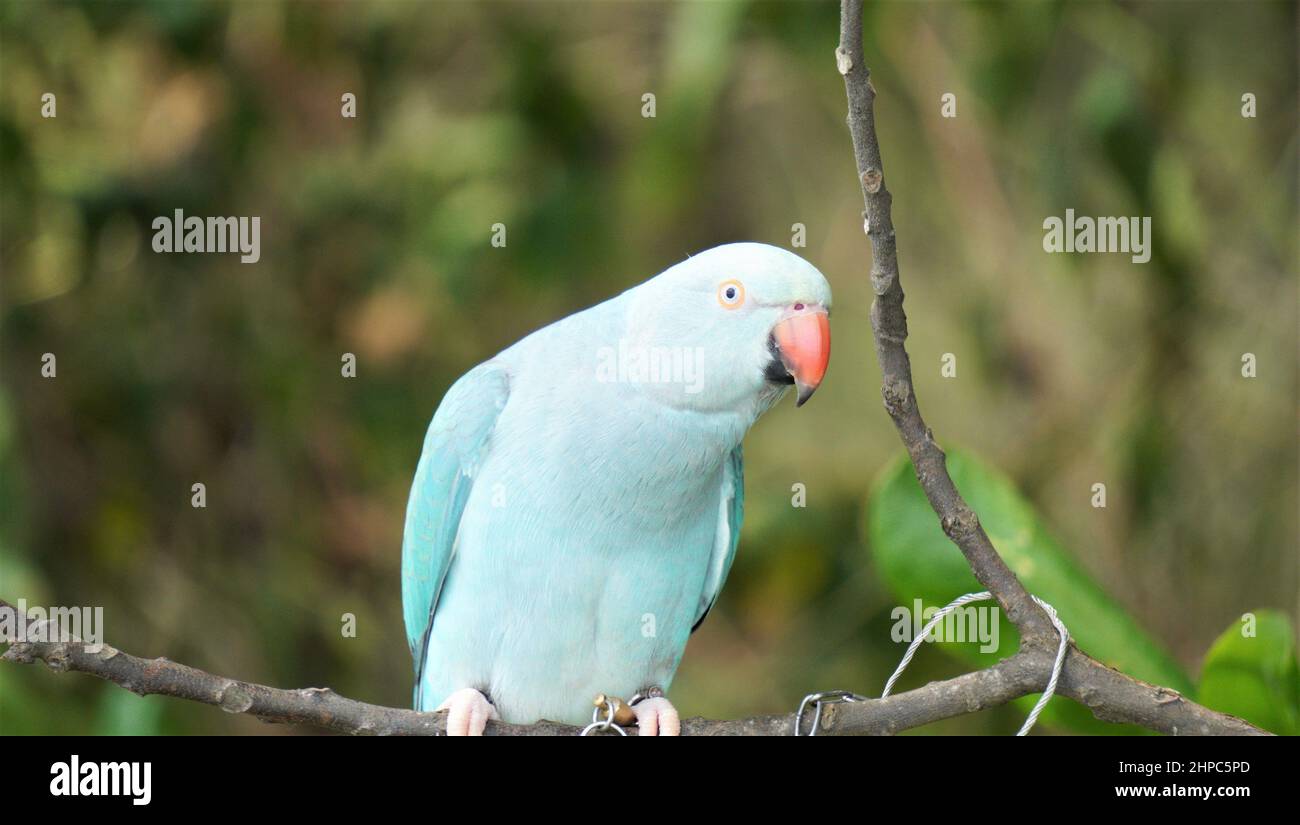 Beautiful Parrot sitting on the tree branch Stock Photo - Alamy