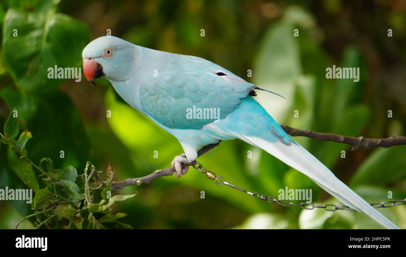 Beautiful Parrot sitting on the tree branch Stock Photo - Alamy