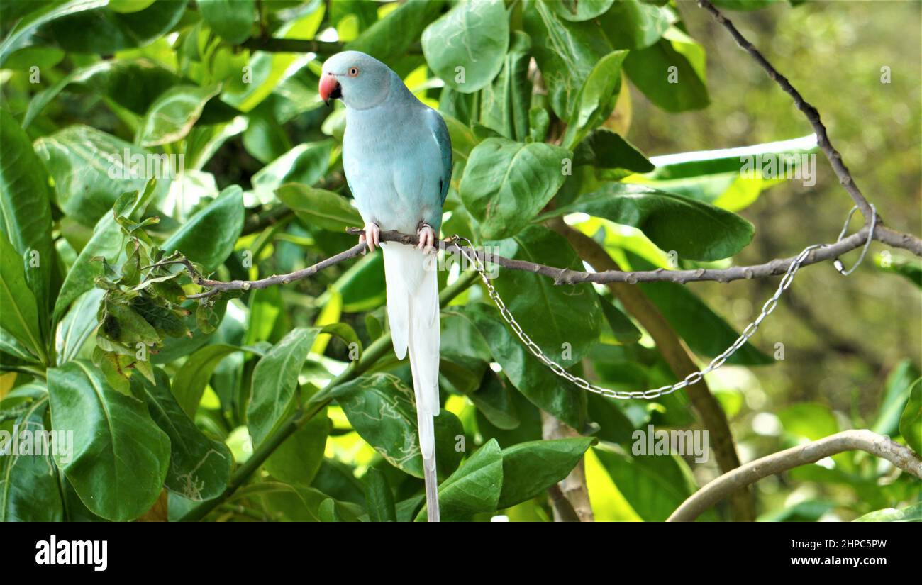 Beautiful Parrot sitting on the tree branch Stock Photo - Alamy