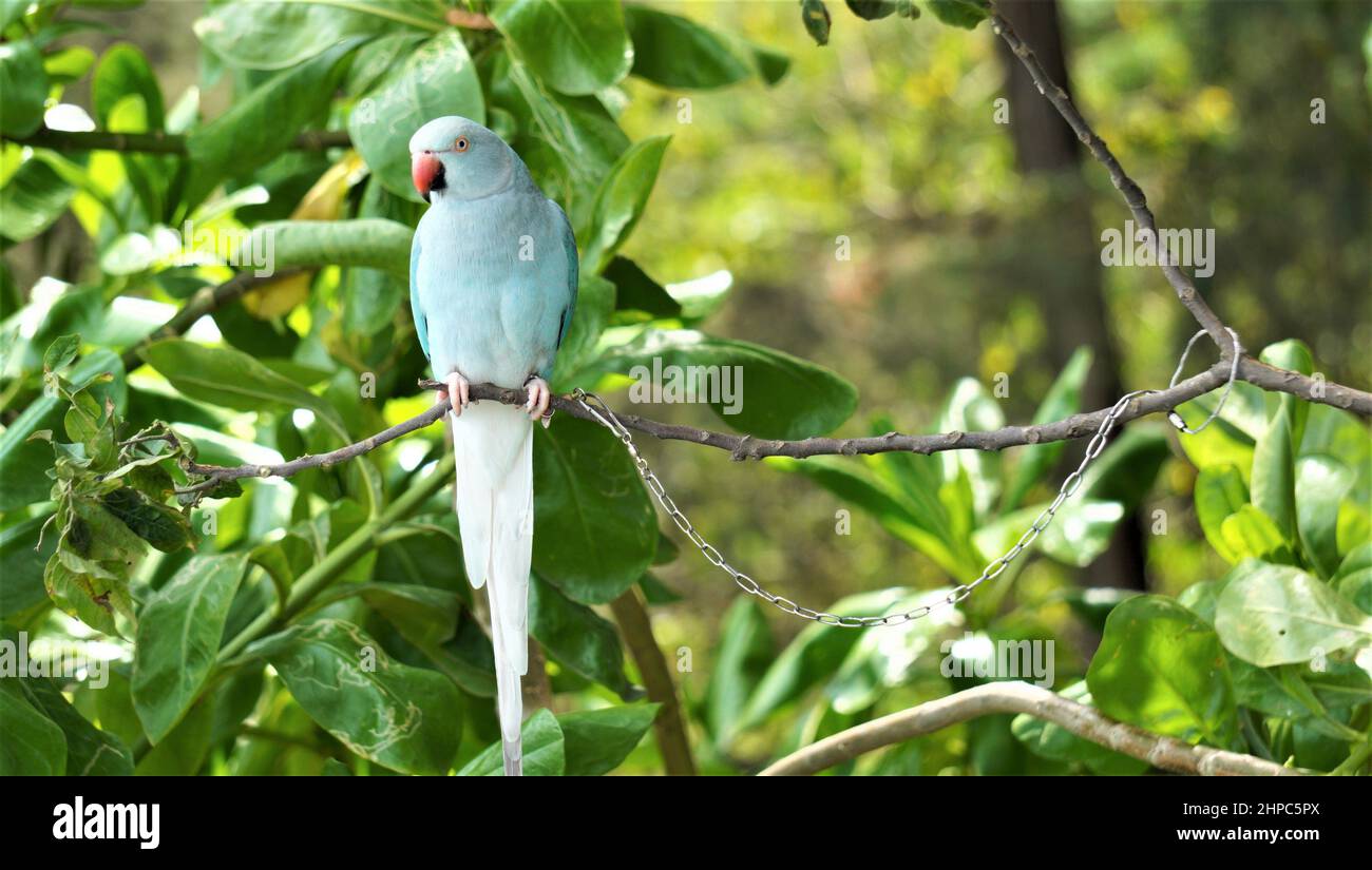 Pet parrot hi-res stock photography and images - Alamy