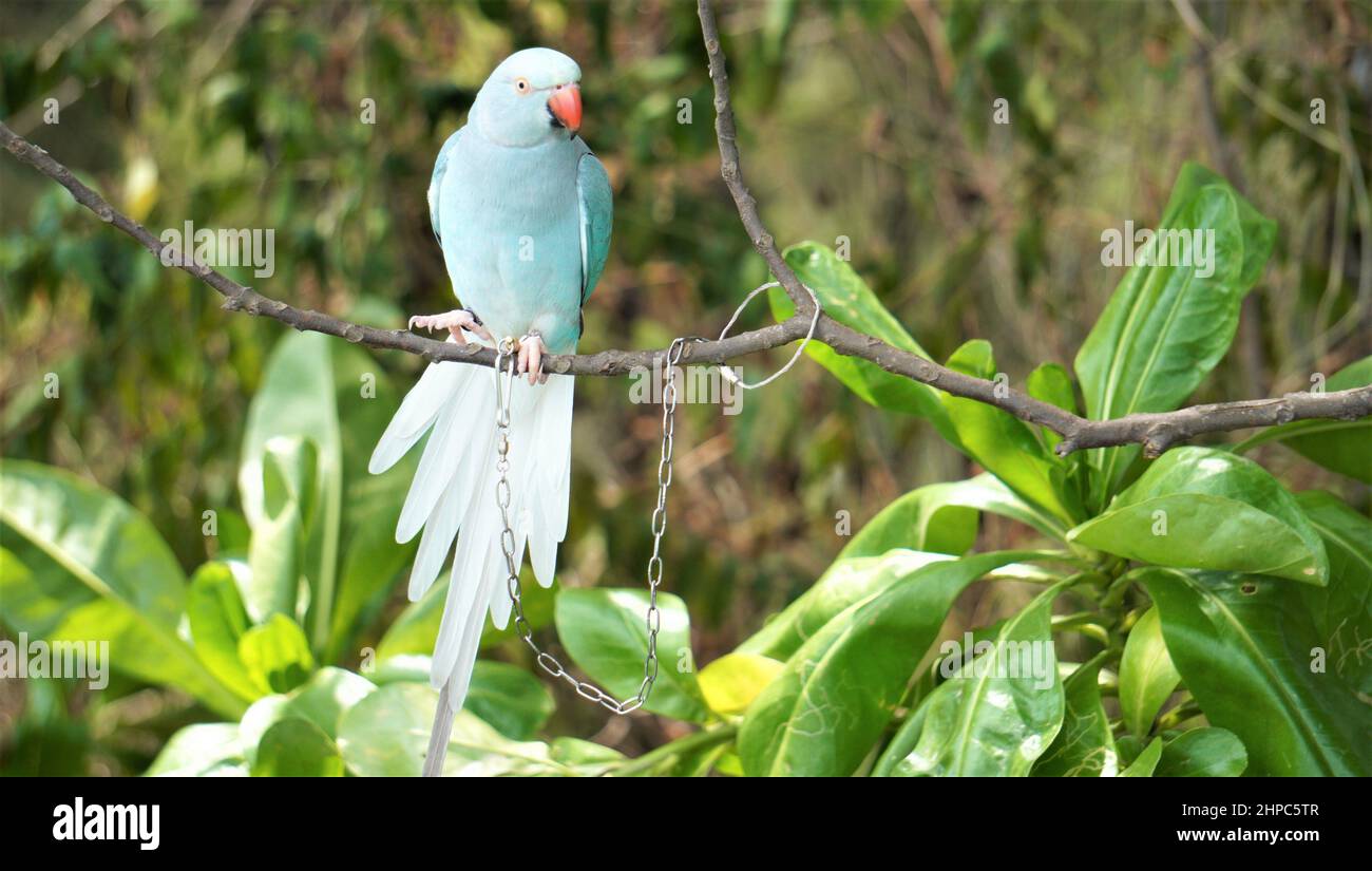 Beautiful Parrot sitting on the tree branch Stock Photo - Alamy