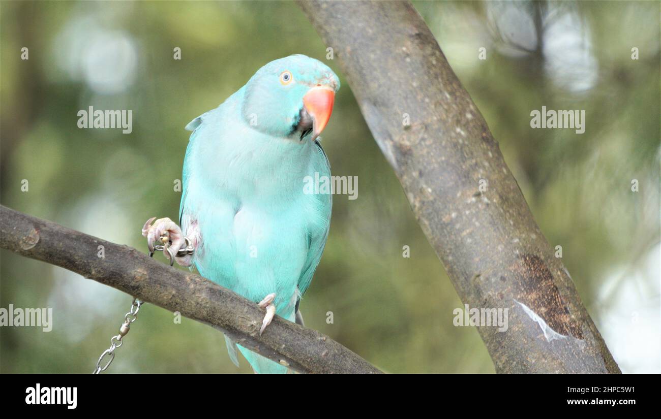 Beautiful Parrot sitting on the tree branch Stock Photo - Alamy