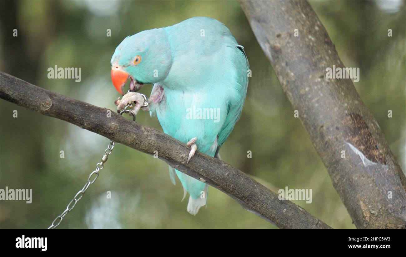 Pet parrot hi-res stock photography and images - Alamy