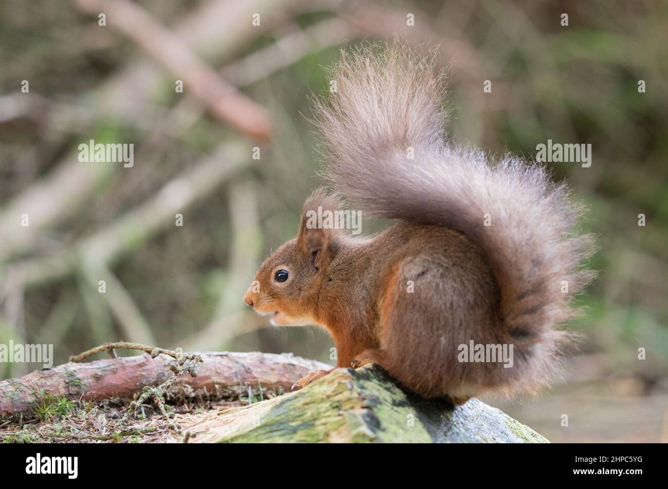 Red Squirrel, near Hawes, Yorkshire Dales Stock Photo - Alamy
